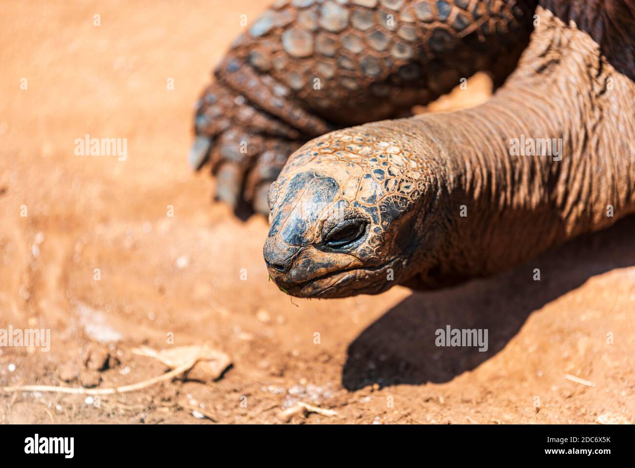 Animals from the Fasano safari zoo. Puglia Stock Photo - Alamy