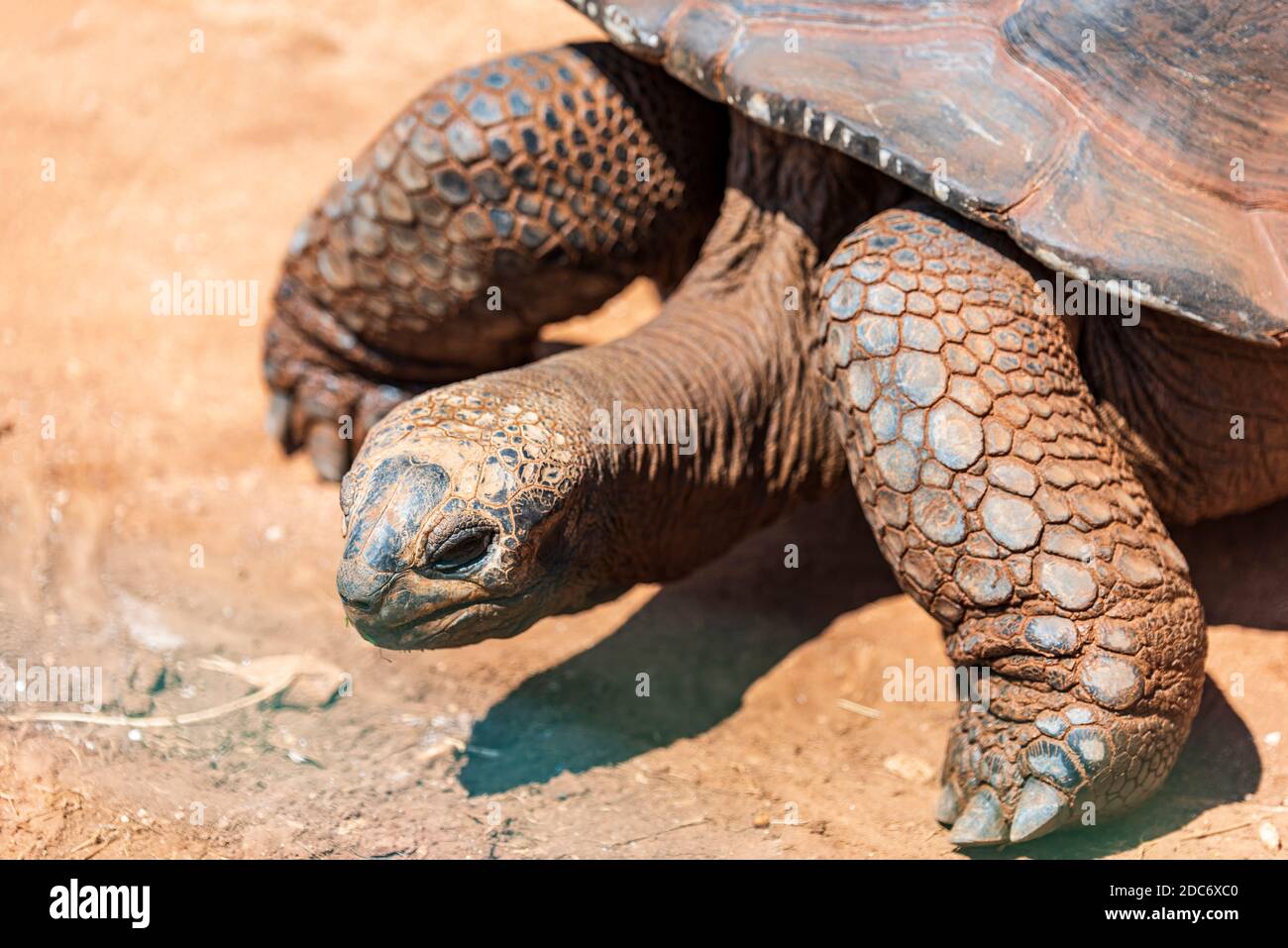 Animals from the Fasano safari zoo. Puglia Stock Photo - Alamy