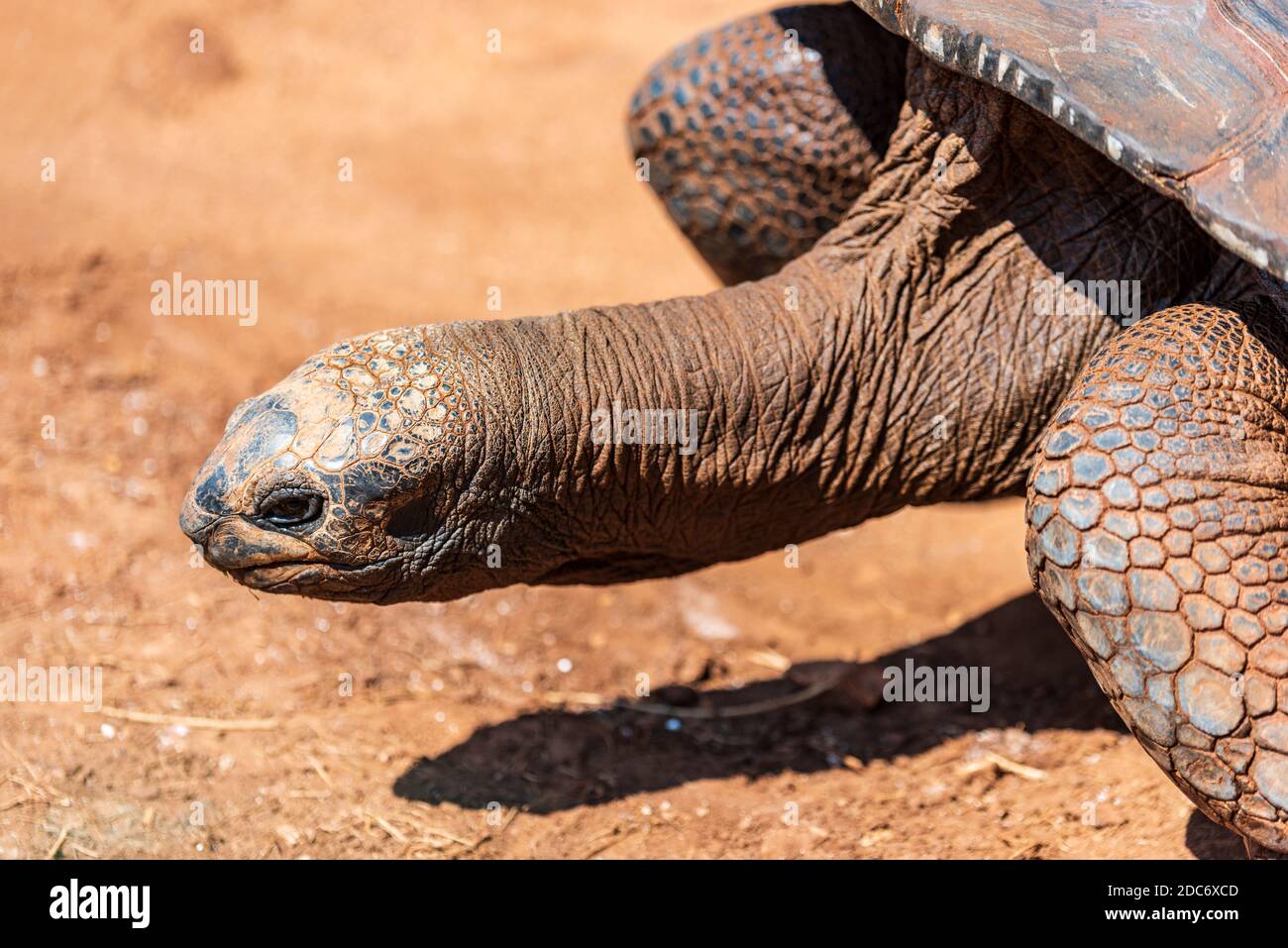 Animals from the Fasano safari zoo. Puglia Stock Photo - Alamy