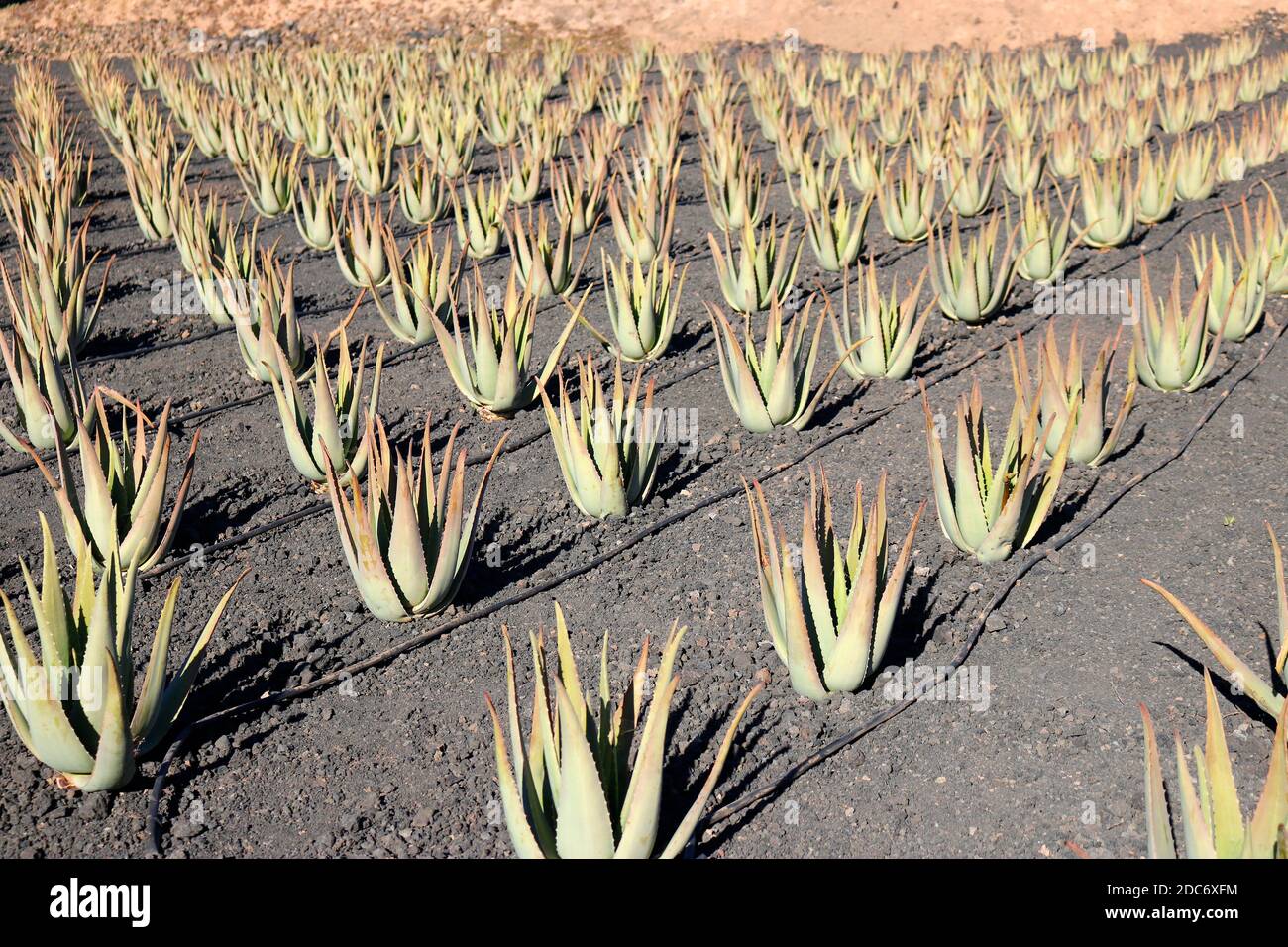 Impressionen: Aloe Vera Farm, Fuerteventura, Kanarische Inseln, Spanien ...