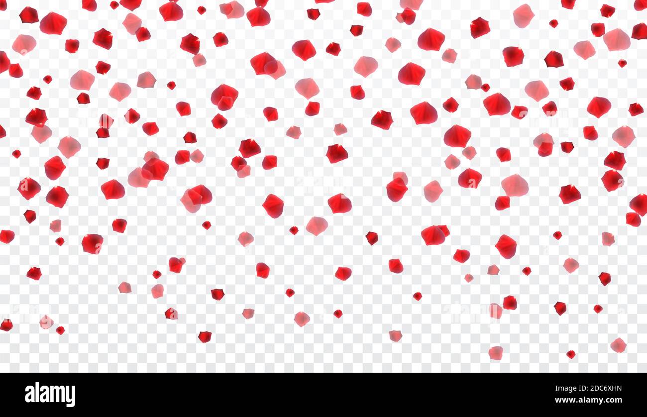 Naturalistic colorful falling rose petals on transparent background ...
