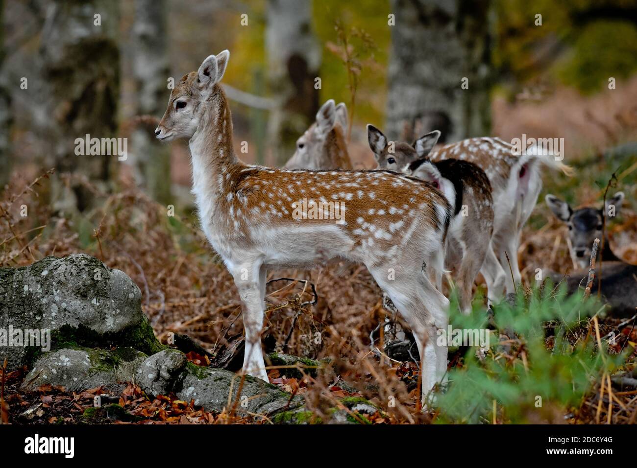 Baby animals forest hi-res stock photography and images - Alamy