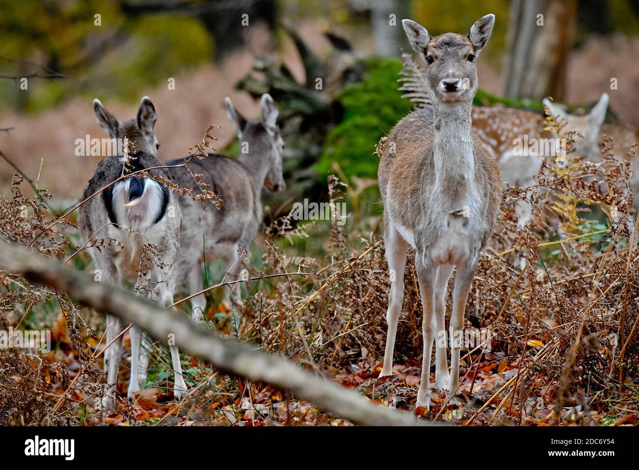 Baby animals forest hi-res stock photography and images - Alamy