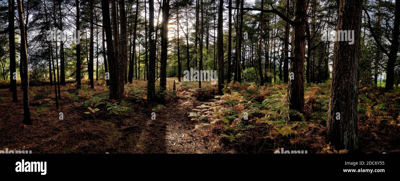 Panoramic photograph of back lit forest with elm and ash trees Stock ...