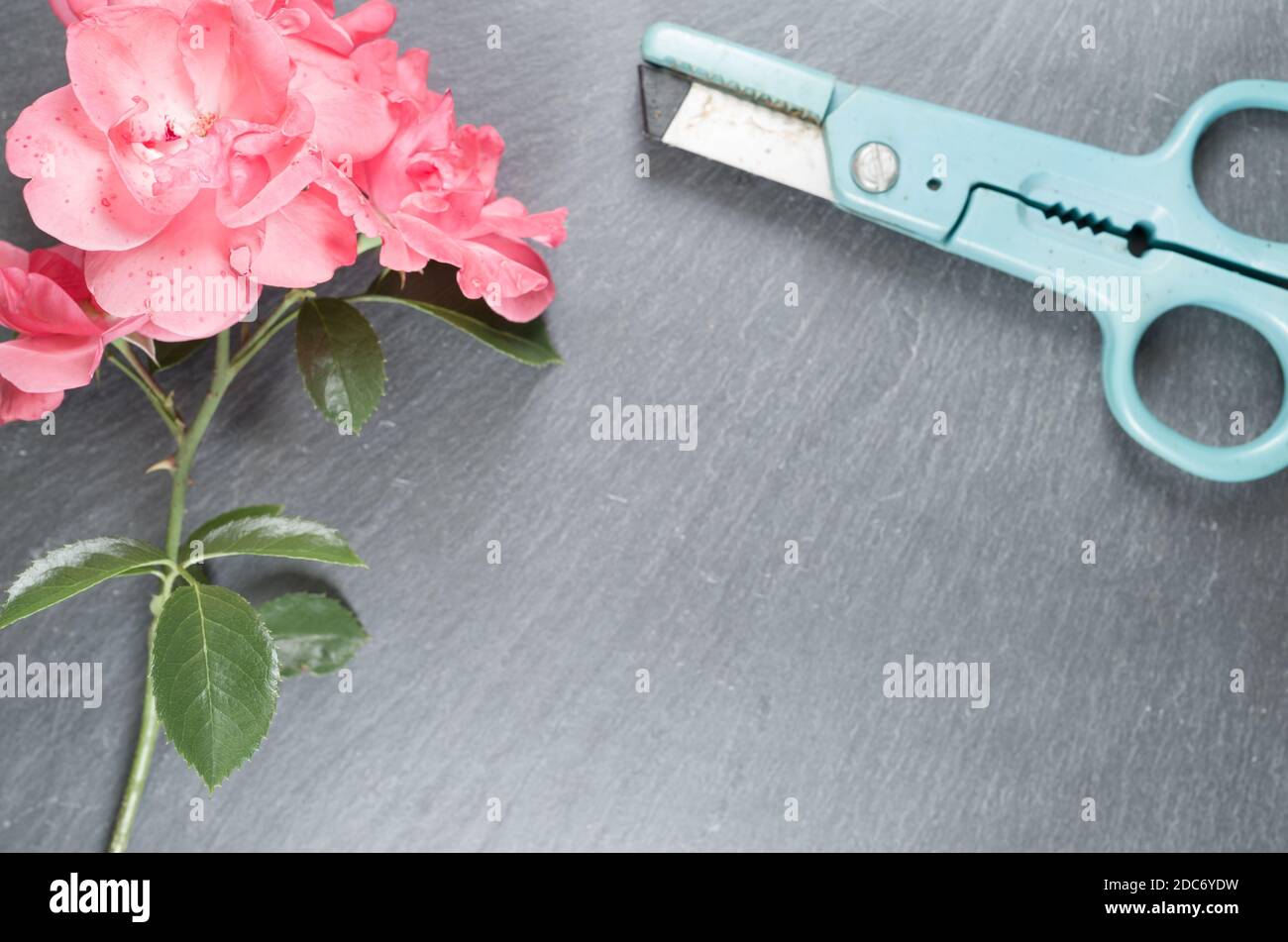Scissors spring hi-res stock photography and images - Alamy