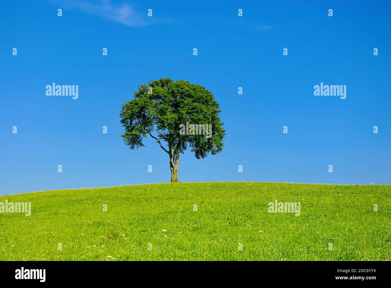 Single tree on a hill in a rural area in summer Stock Photo - Alamy