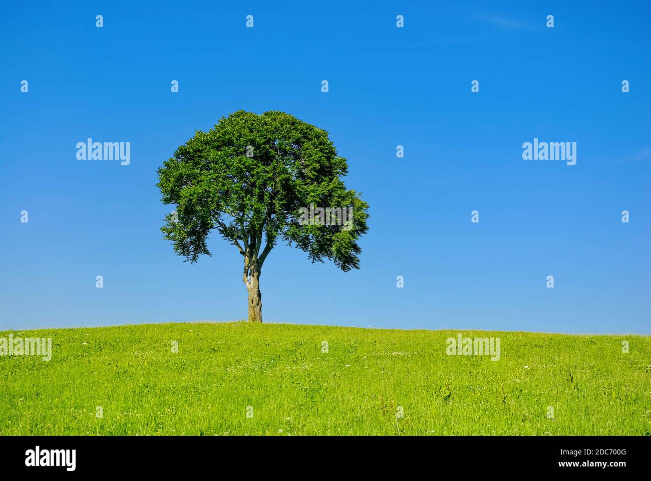 Single tree on a hill in a rural area in summer Stock Photo - Alamy