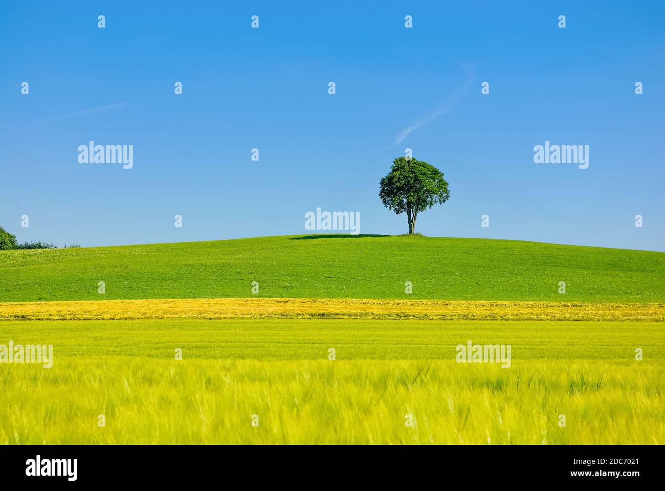 Single tree on a hill in a rural area in summer Stock Photo - Alamy