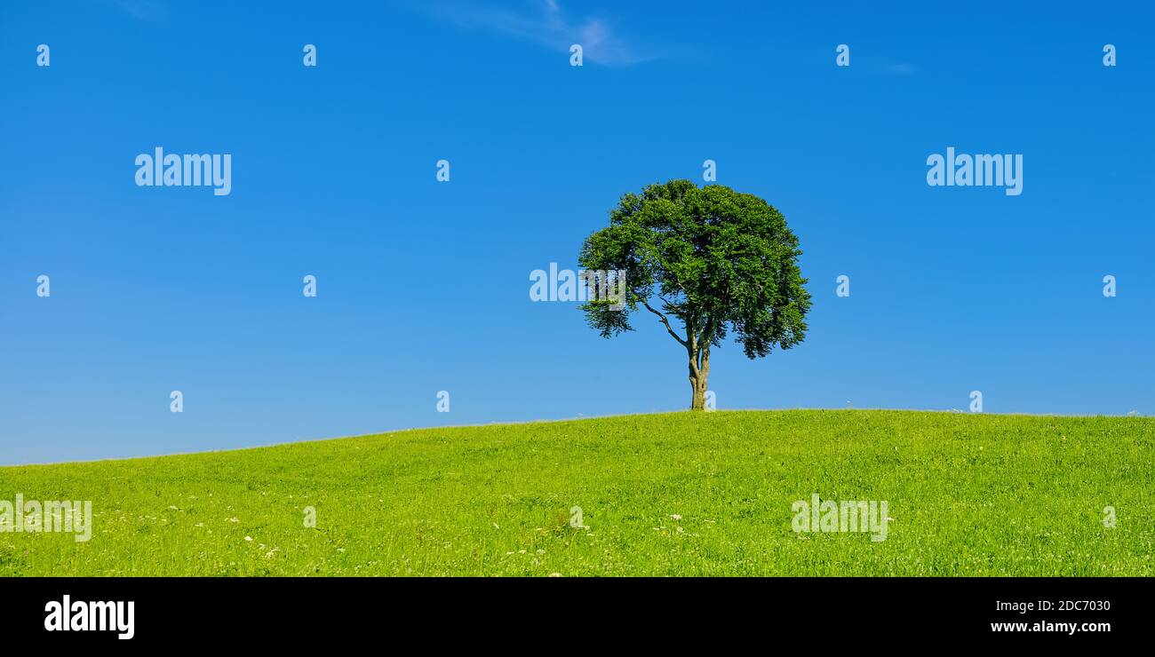 Single tree on a hill in a rural area in summer Stock Photo - Alamy