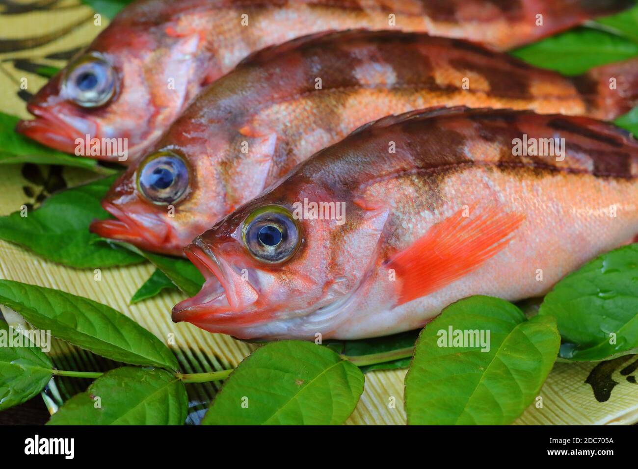 Japanese Rockfish High Resolution Stock Photography and Images - Alamy