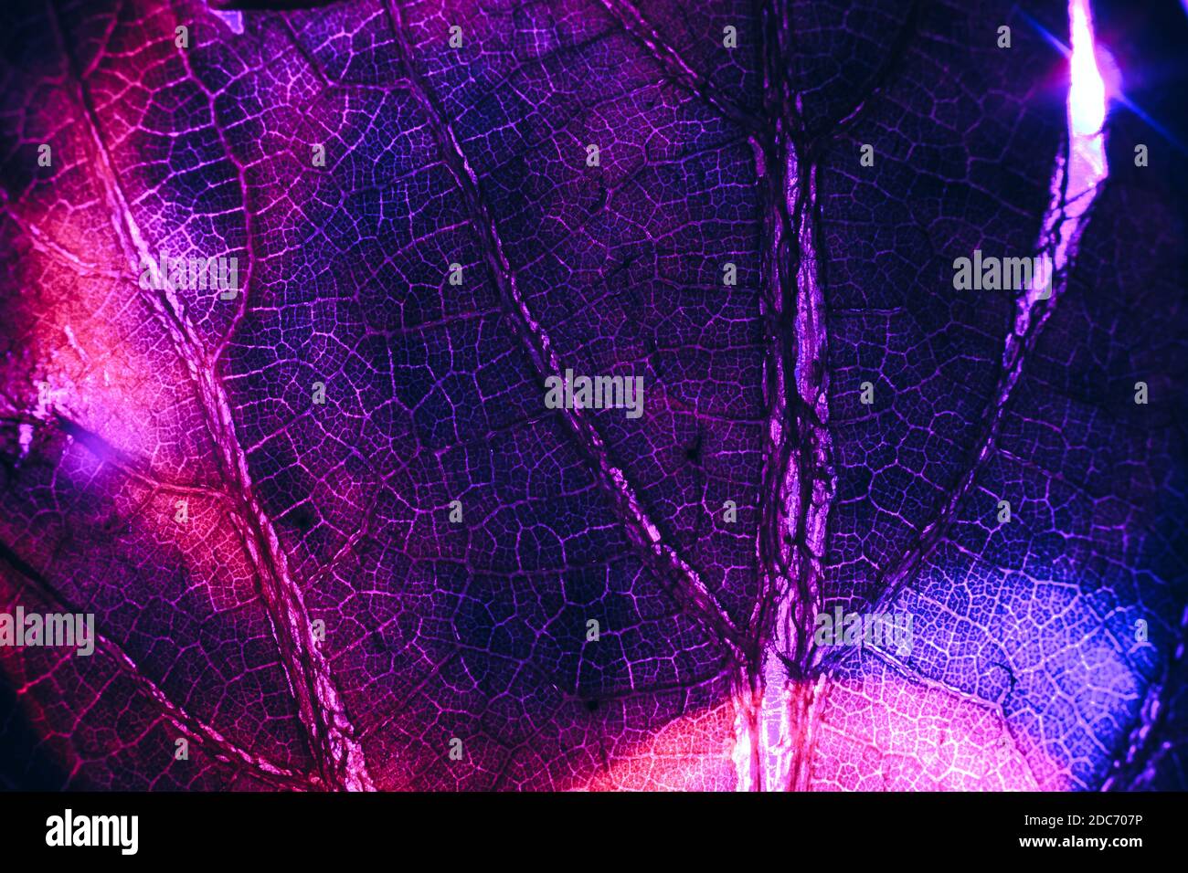 Close up beautiful abstract leaf in color light. Beautiful plant ...