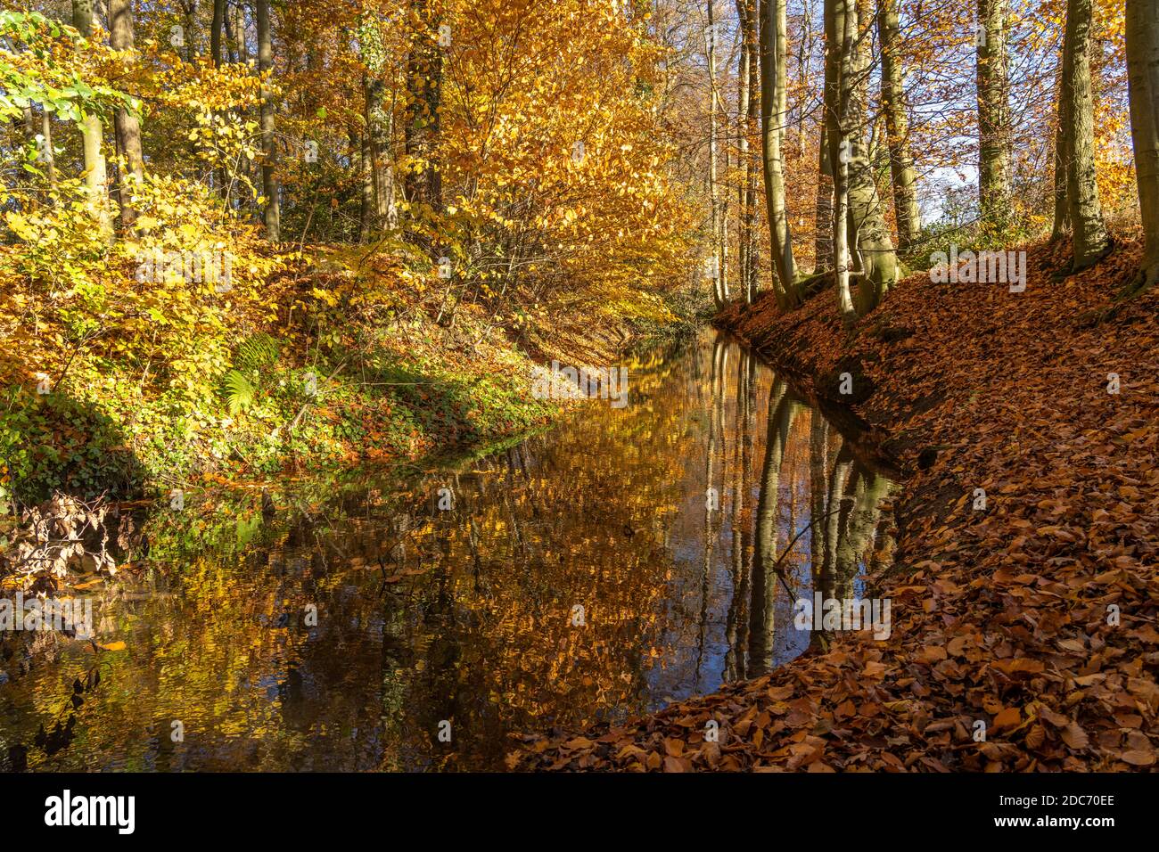 Herbst am Bach im Wald bei Havixbeck, Münsterland, Nordrhein-Westfalen ...
