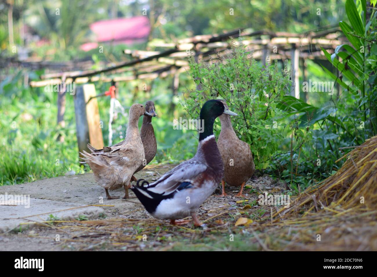 A Small group of duck is playing around Stock Photo - Alamy
