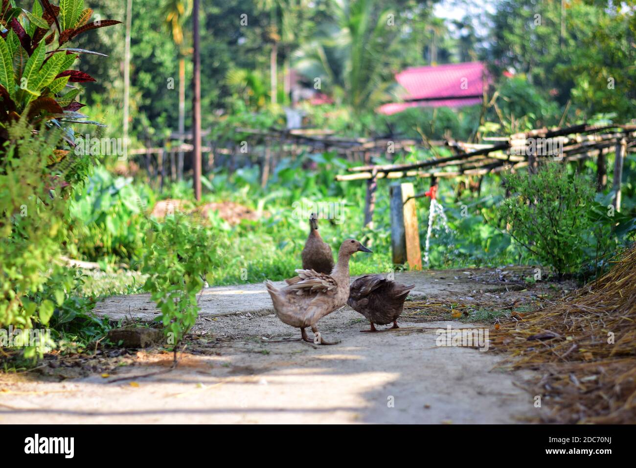 A Small group of duck is playing around Stock Photo - Alamy