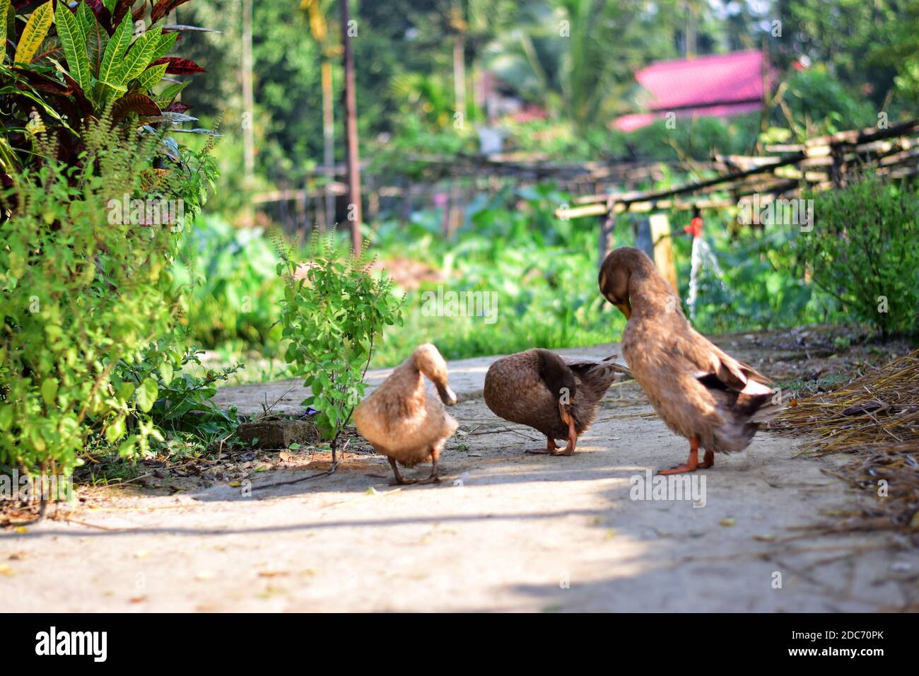 A Small group of duck is playing around Stock Photo - Alamy