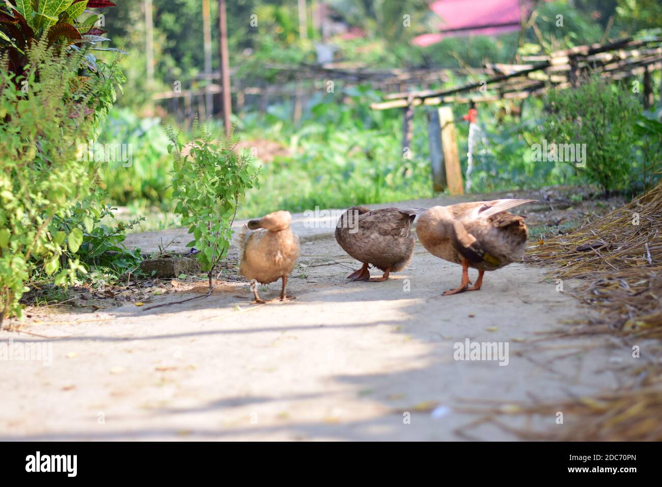 Male mallard duck playing hi-res stock photography and images - Alamy