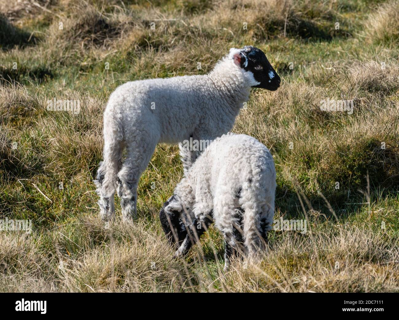 Spring lambs on the moors hi-res stock photography and images - Alamy