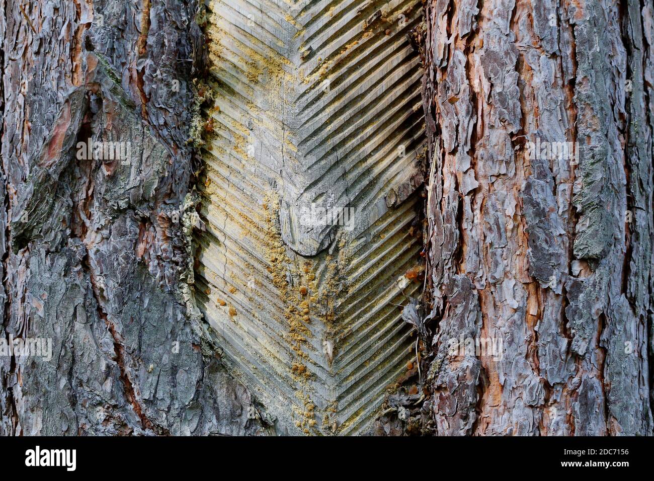 Notches on the trunk of the pine where the bark of the tree was cut off ...