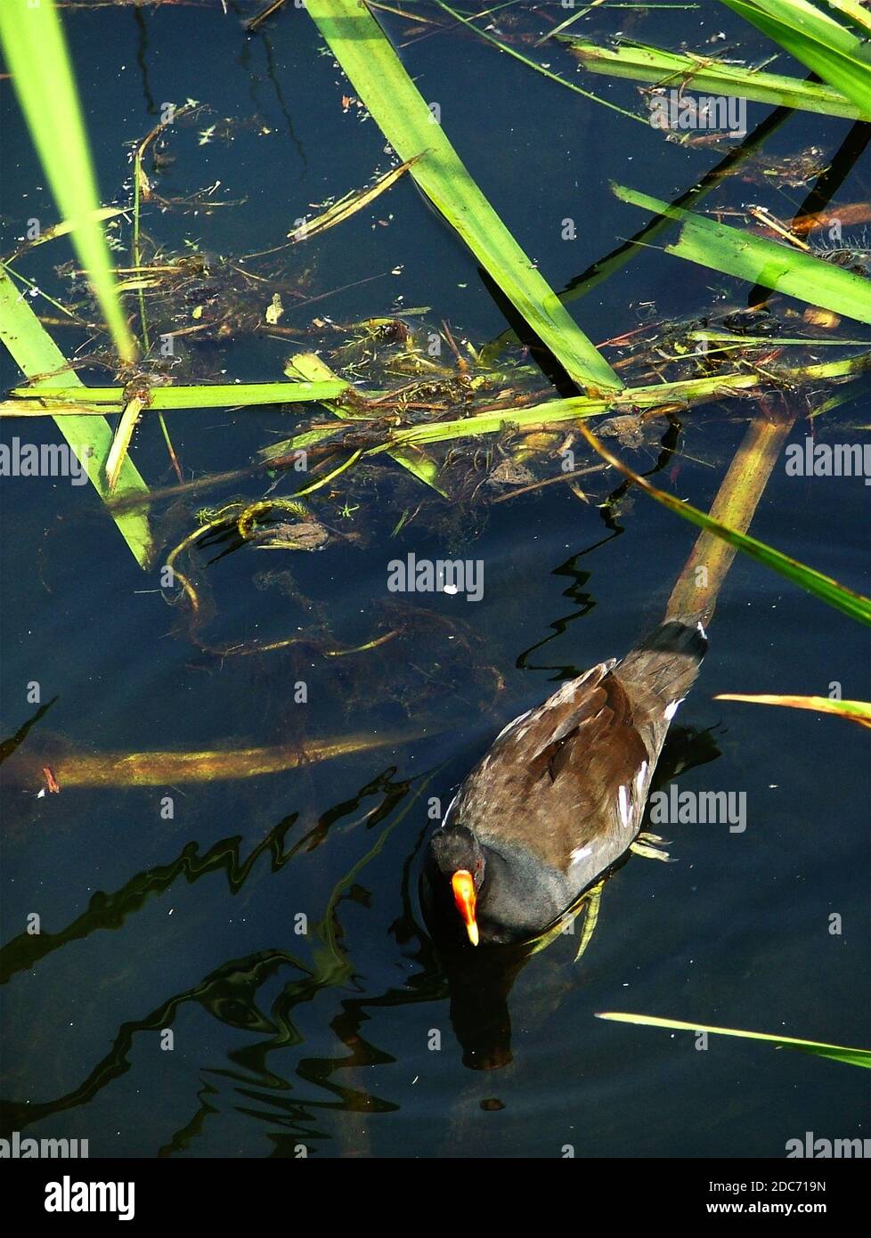 Common coots feet hi-res stock photography and images - Alamy