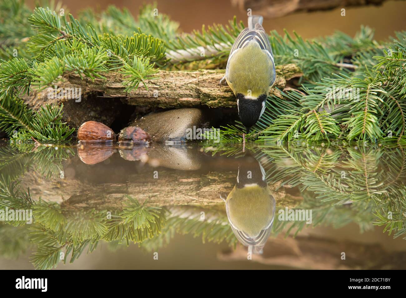 Great titmouse drinking from the lake in the garden Stock Photo - Alamy