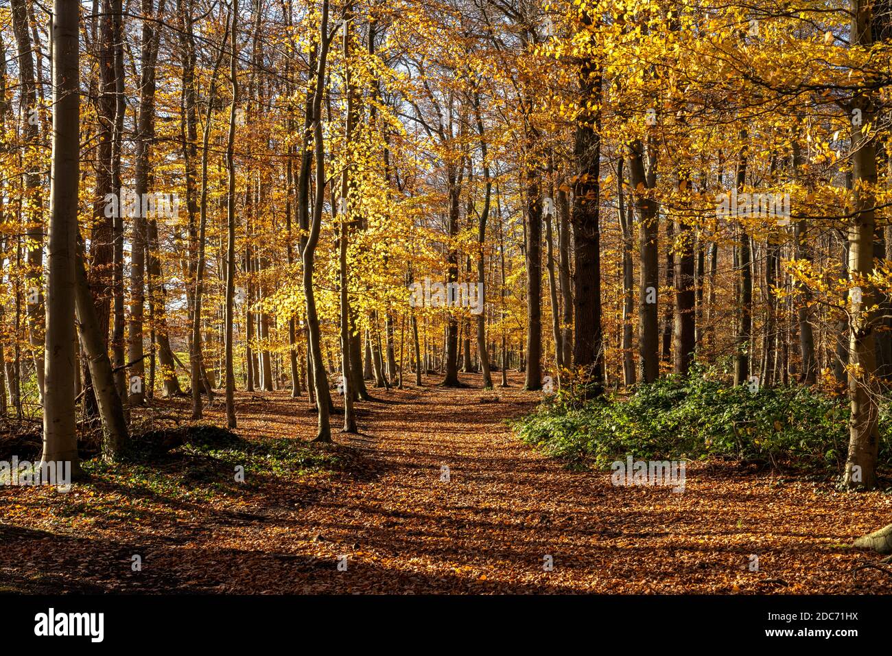 Herbst im Wald bei Havixbeck, Münsterland, Nordrhein-Westfalen ...