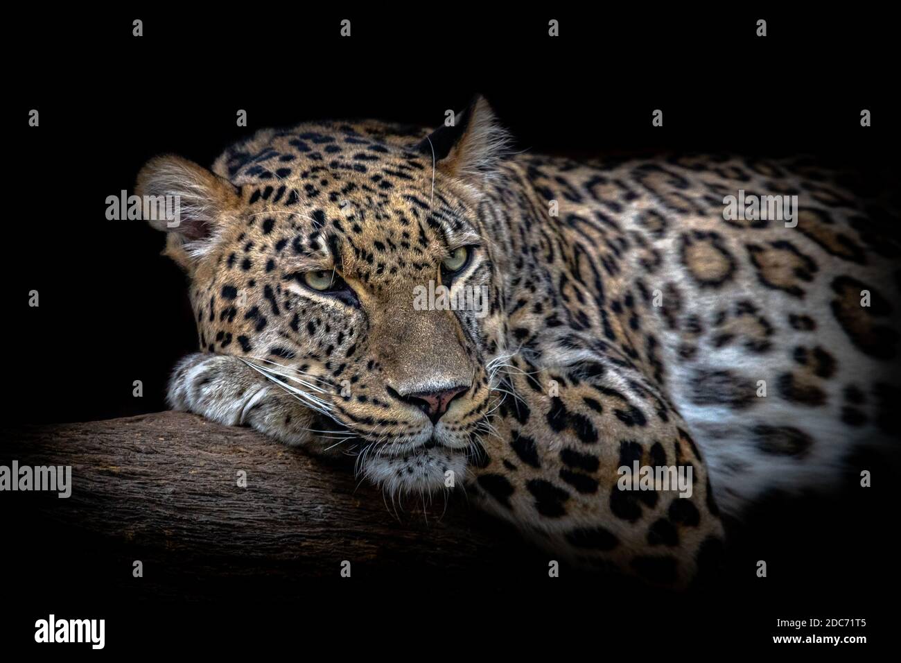 Black leopard tree hi-res stock photography and images - Alamy