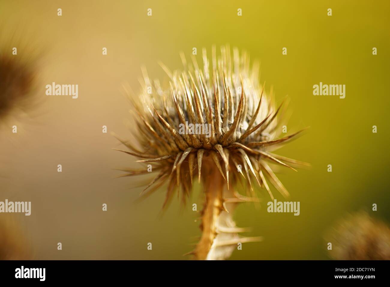 Sharp thorn plant growing in sunny field. Macro image Stock Photo - Alamy