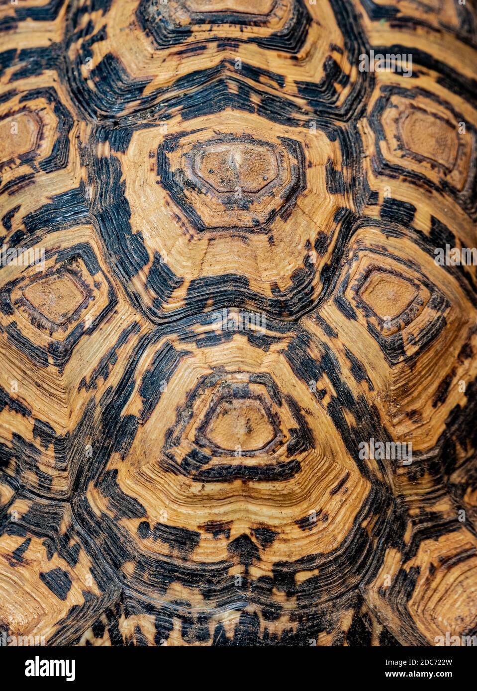 Macro photography of the shell of an African leopard tortoise Stock ...
