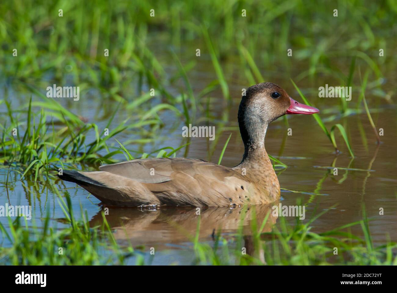 Brazilian Duck (Amazonetta brasiliensis) Male Iberà Marshes, Corrientes ...