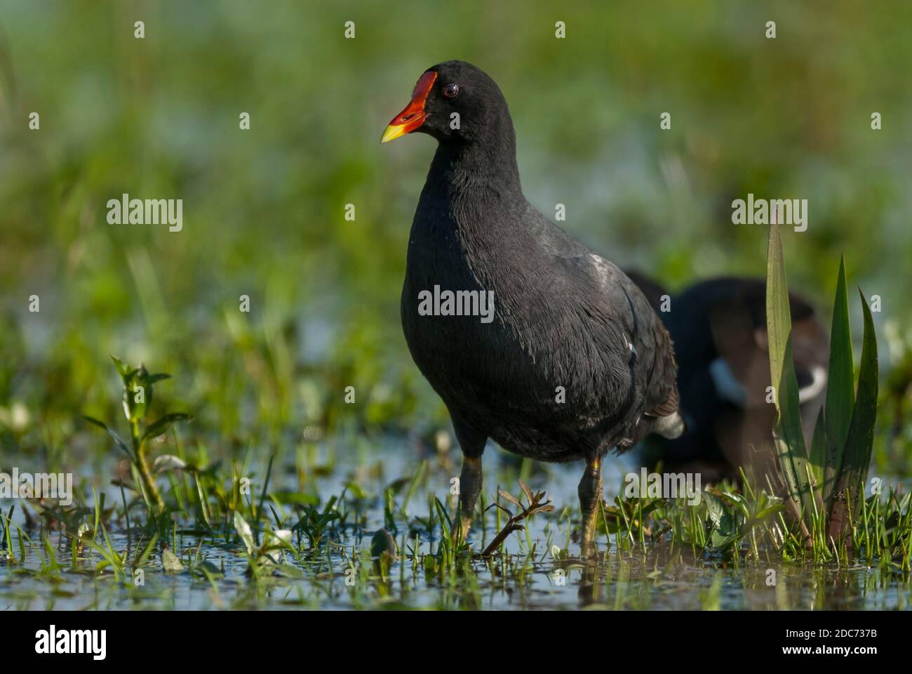 (Common Gallinule) Gallinula galeata.Iberà Marshes- Corrientes ...