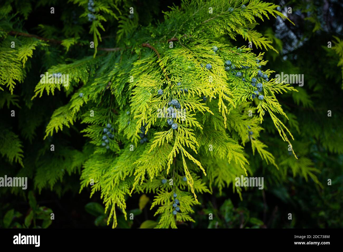 Tuja hi-res stock photography and images - Alamy