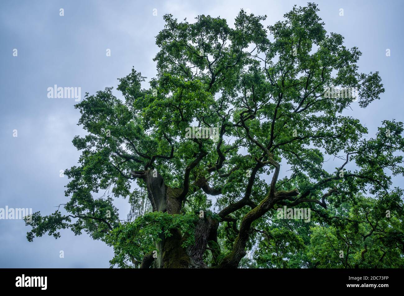 Majestic oak tree hi-res stock photography and images - Alamy