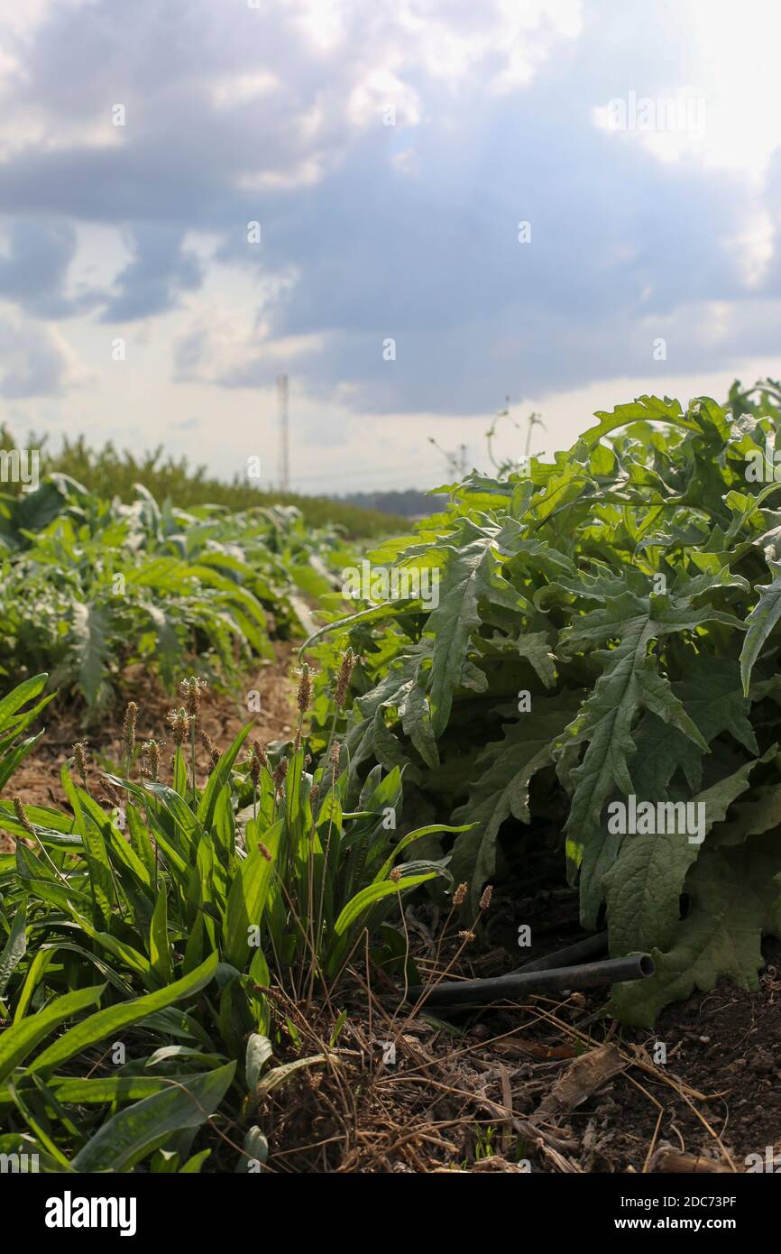 A field planted with domesticated gundelia AKA Tumble Thistle (Gundelia ...