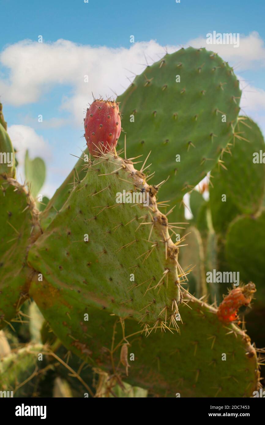 Fruit and plant of the Opuntia ficus-indica Cactus known as sabres or ...