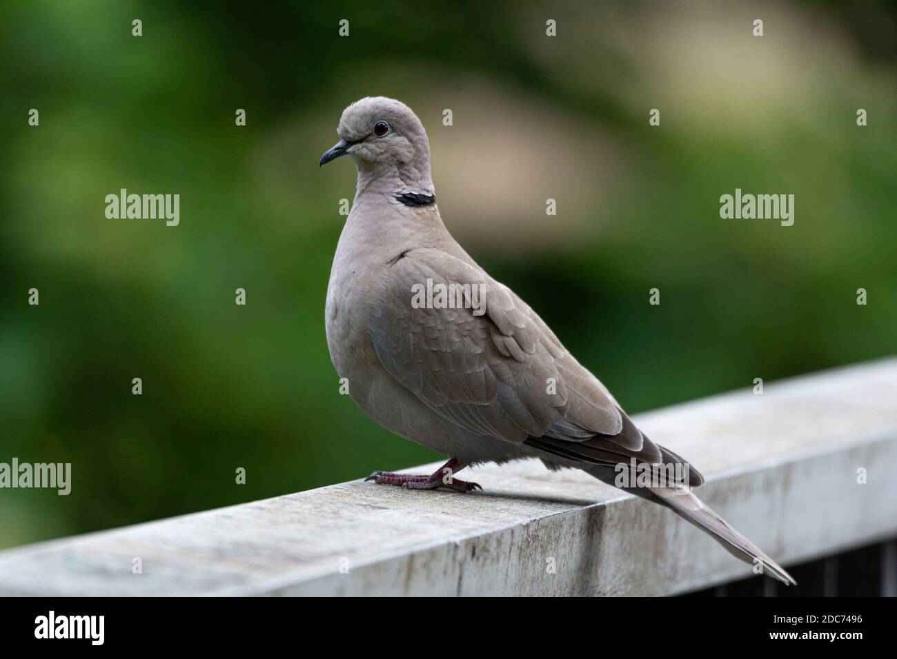 Collard pigeon hi-res stock photography and images - Alamy