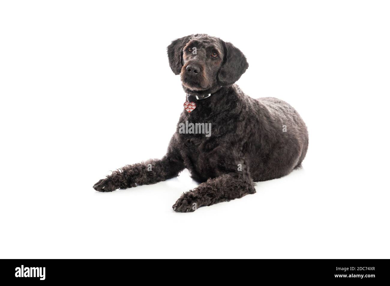 An inquisitive black Labradoodle lay on white studio background Stock ...