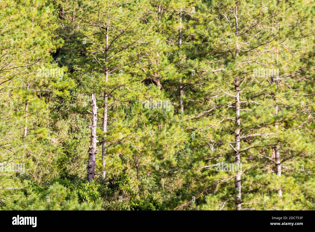 Serene Lake Danum in Sagada, Philippines Stock Photo - Alamy