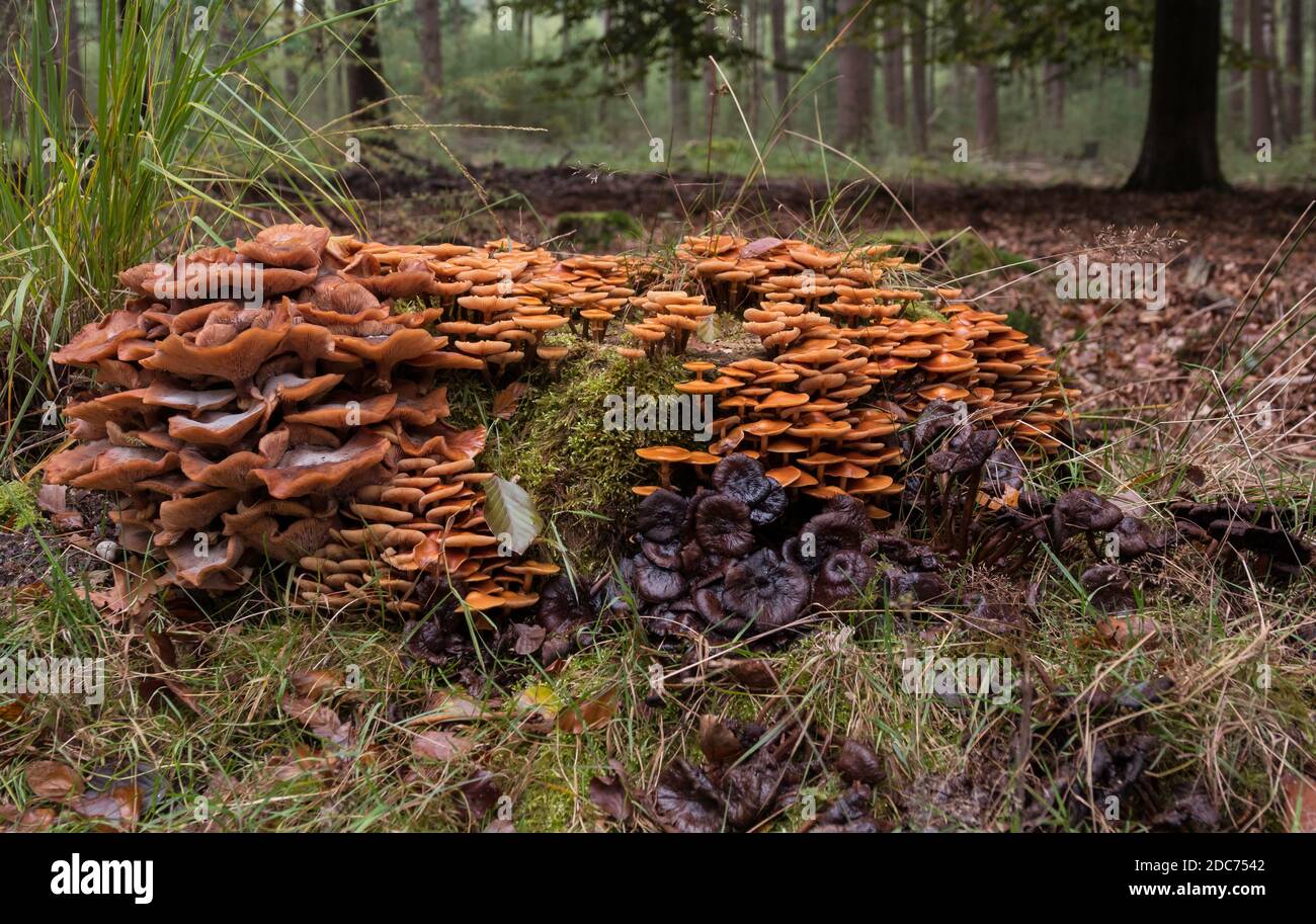 group of fungi in the forest during autum with the trees and leaves as ...