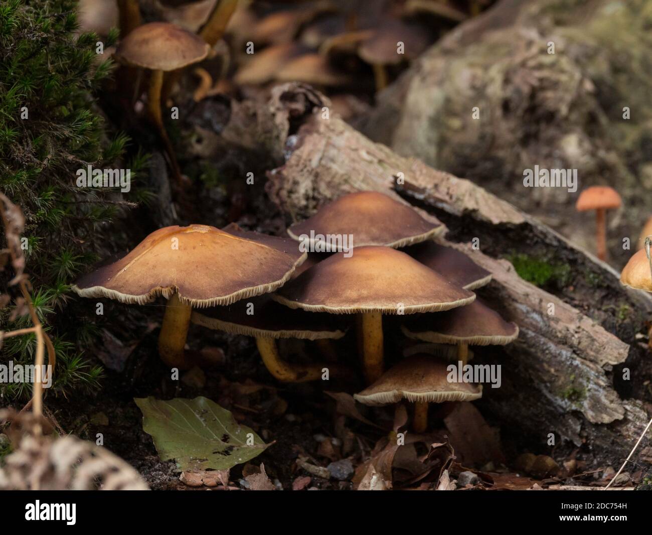 group of fungi in the forest during autum with the trees and leaves as ...