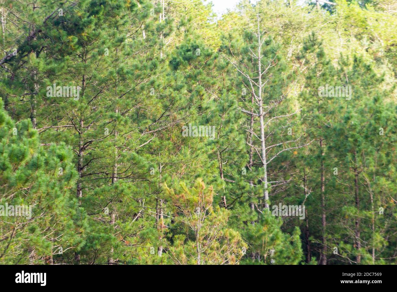 Serene Lake Danum in Sagada, Philippines Stock Photo - Alamy