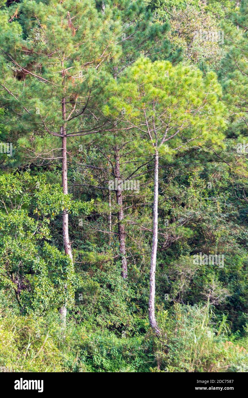 Serene Lake Danum in Sagada, Philippines Stock Photo - Alamy