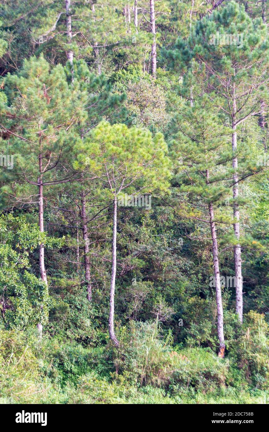 Philippine sagada hi-res stock photography and images - Alamy