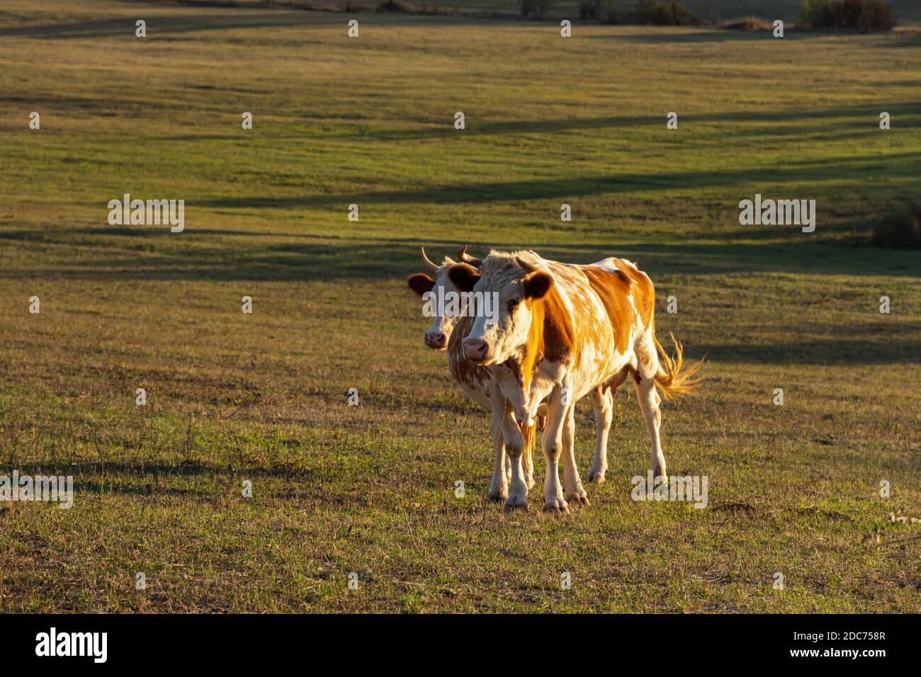 Two red-and-white cows stand in a meadow and look at the camera ...
