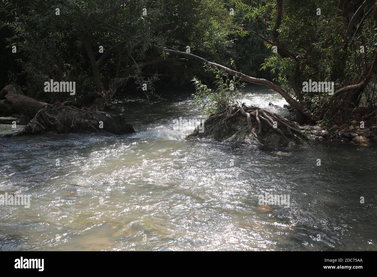 Reeds river bank riverbank hi-res stock photography and images - Alamy