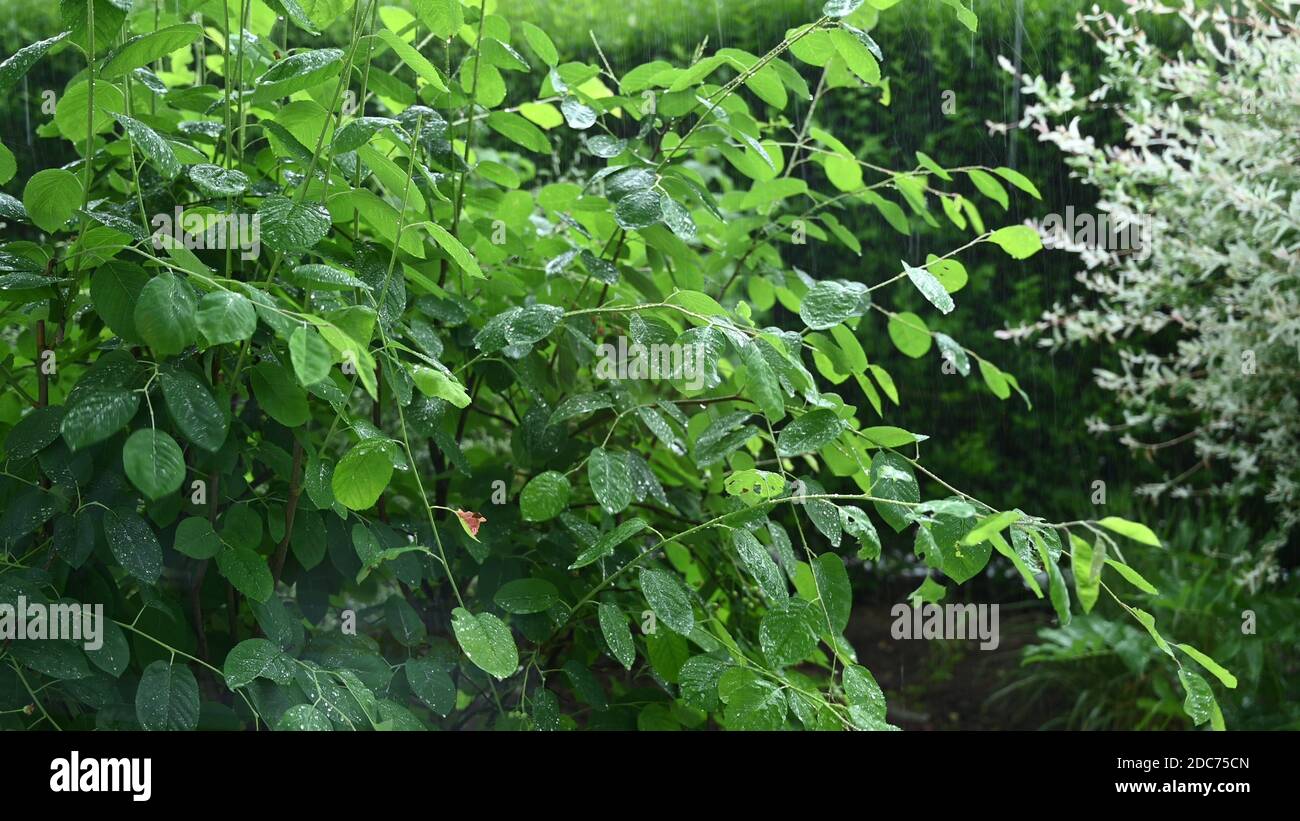 it rains heavily on a bush in a front garden in the green, climate ...