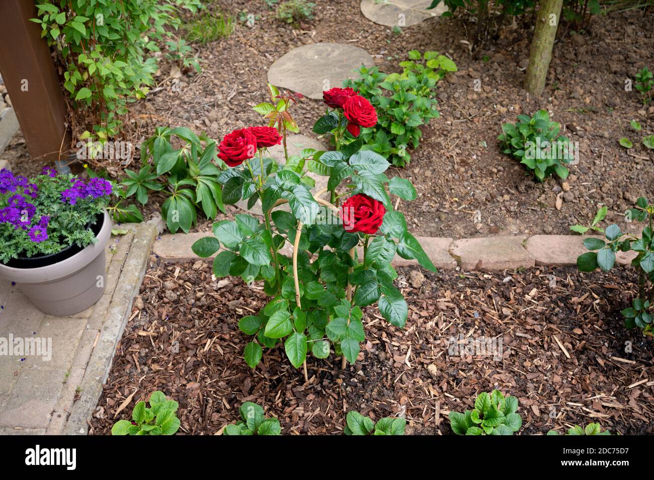 red roses in a front garden with rankhilfe Stock Photo - Alamy