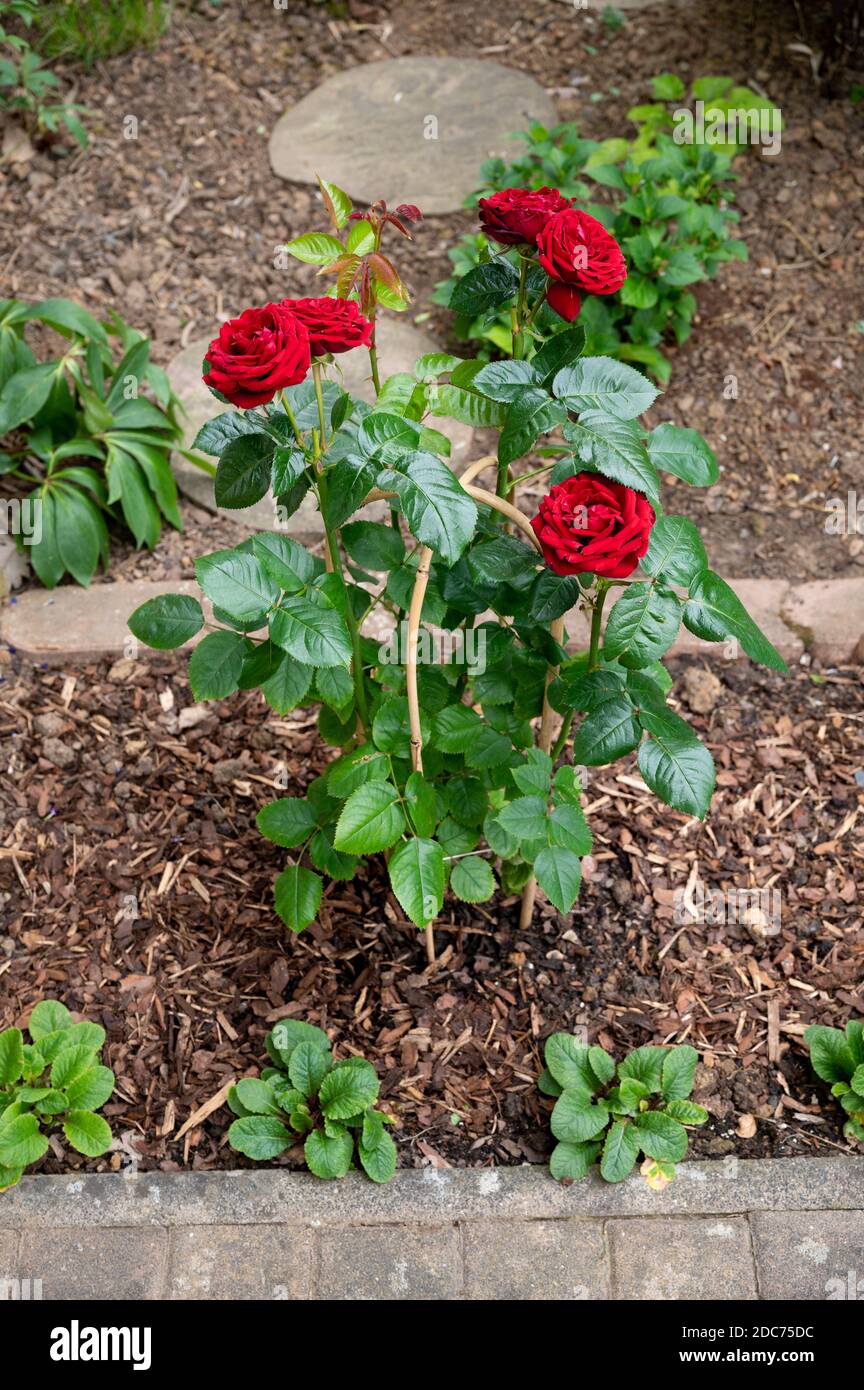 red roses in a front garden with rankhilfe Stock Photo - Alamy