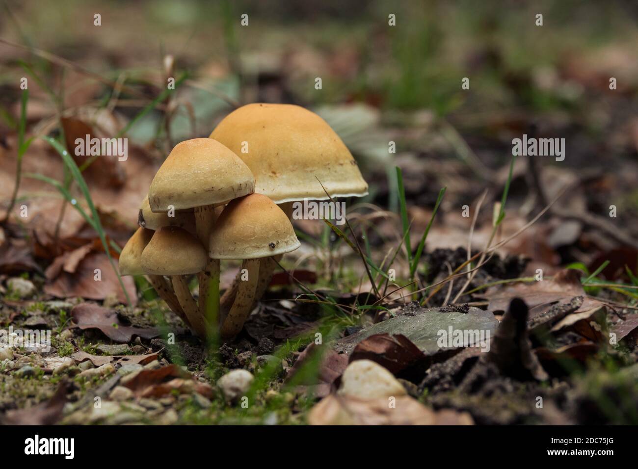 small group of fungi in the forest during autum with leaves as ...