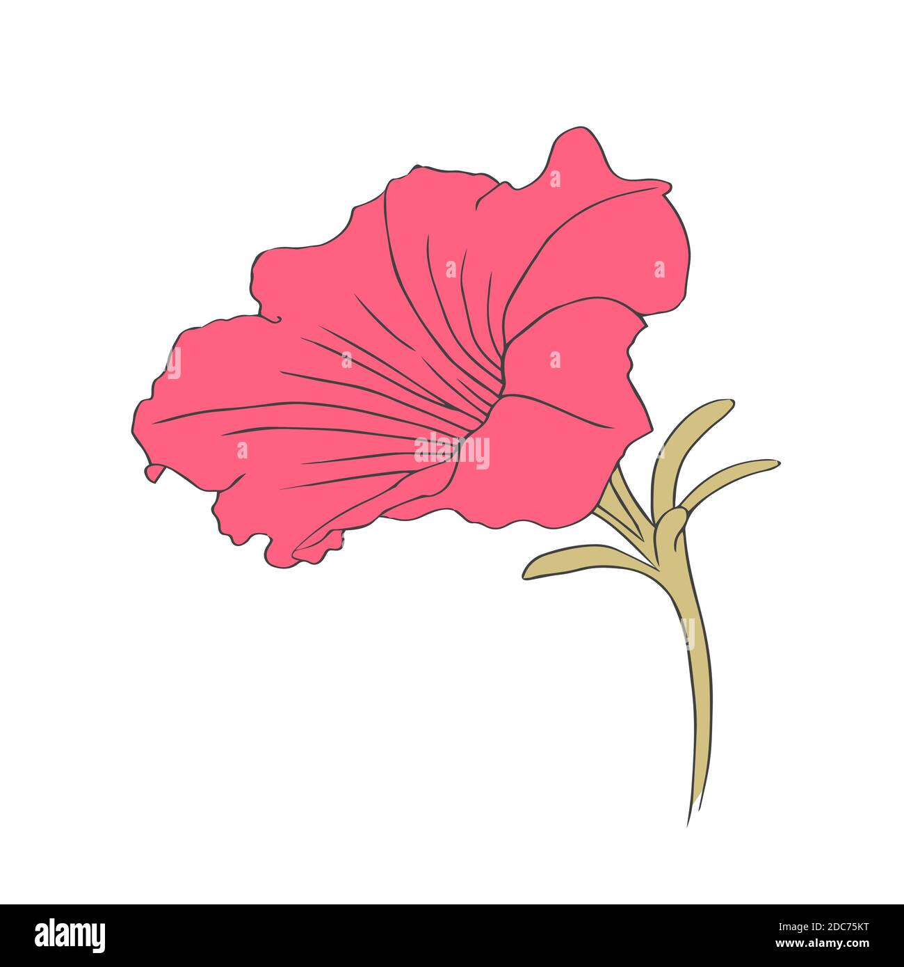 Pink petunia flower on a white background. Hand drawing with lines ...