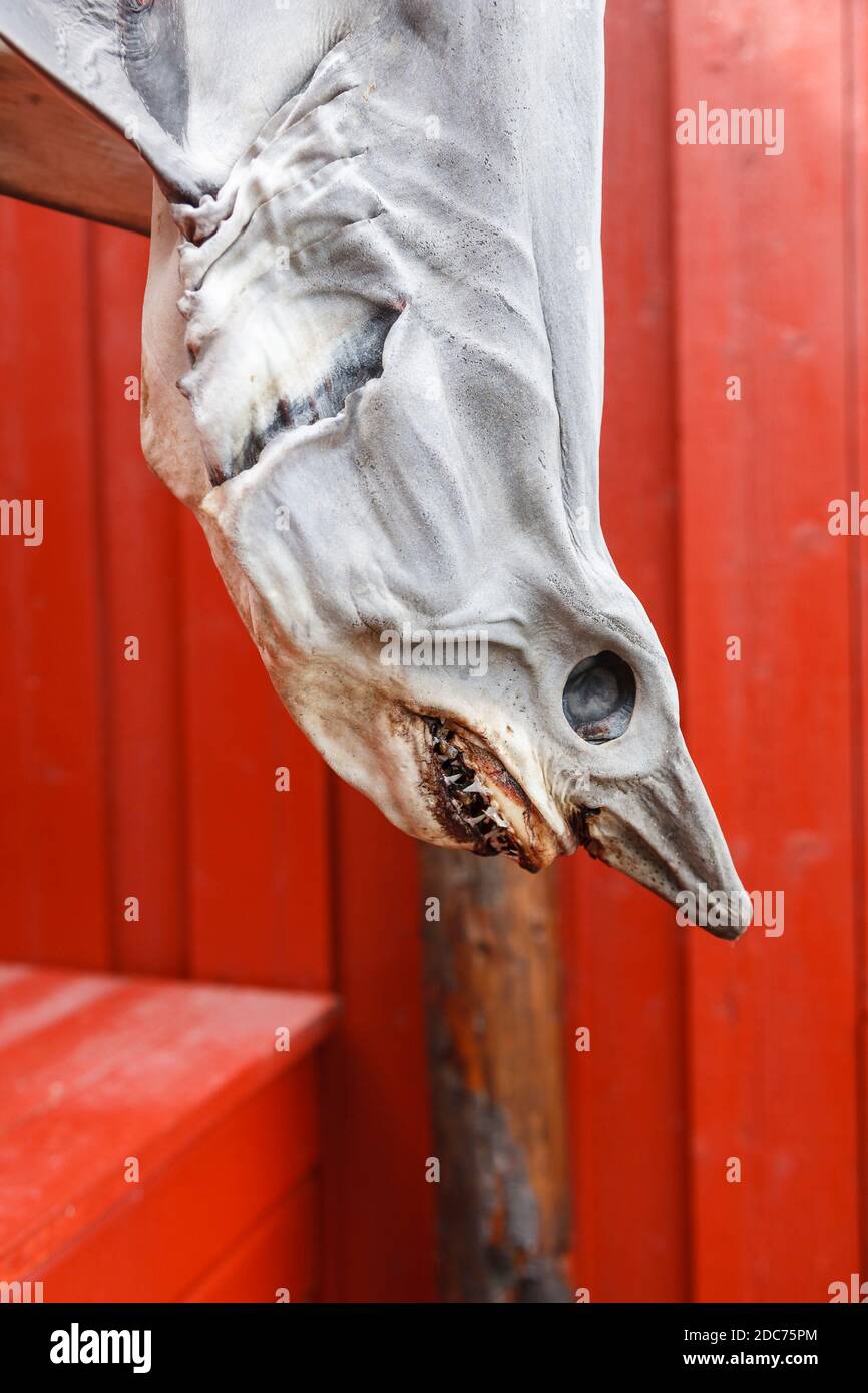 Shark hanging hi-res stock photography and images - Alamy